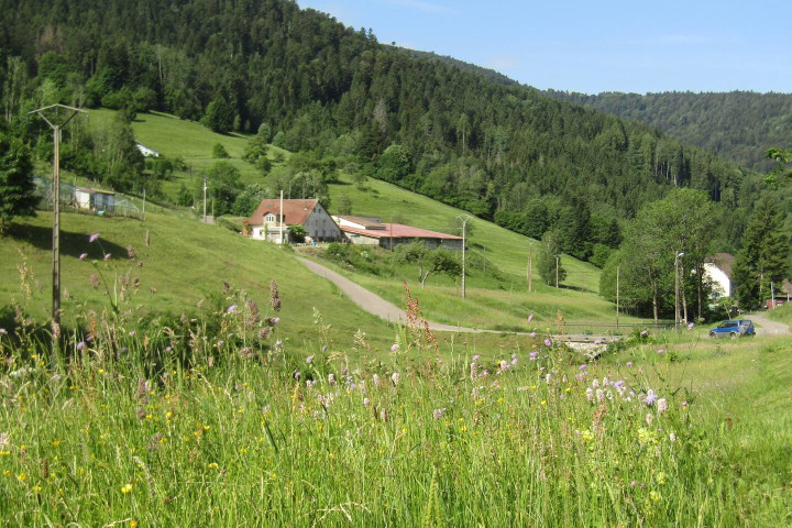 Maison Chaleureuse Dans Son éCrin De Verdure - Ballon d'Alsace