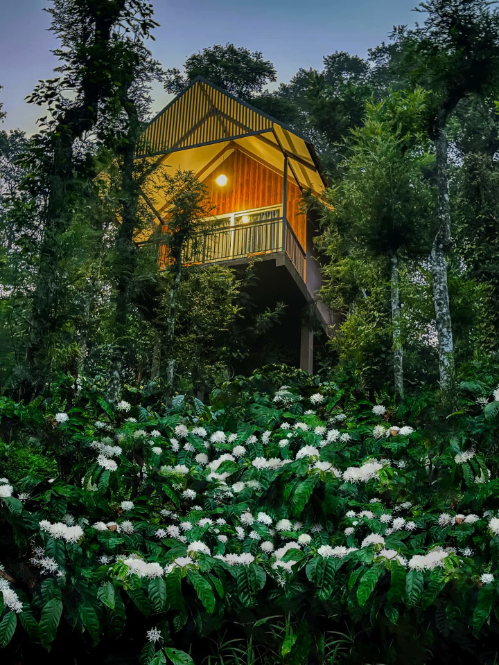 Romantic Tree Hut 1 / Infinity Pool In Meppadi - Kerala