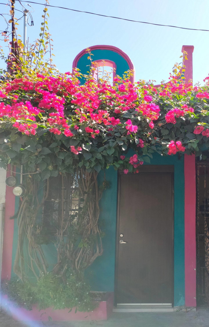 Departamento Bougainvilleas - Chetumal