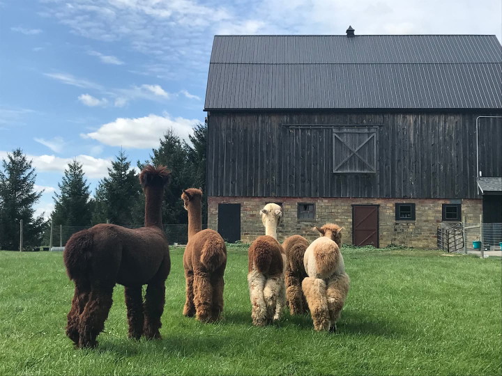 Alpaca Farm Stay And Bunkie Getaway. - 