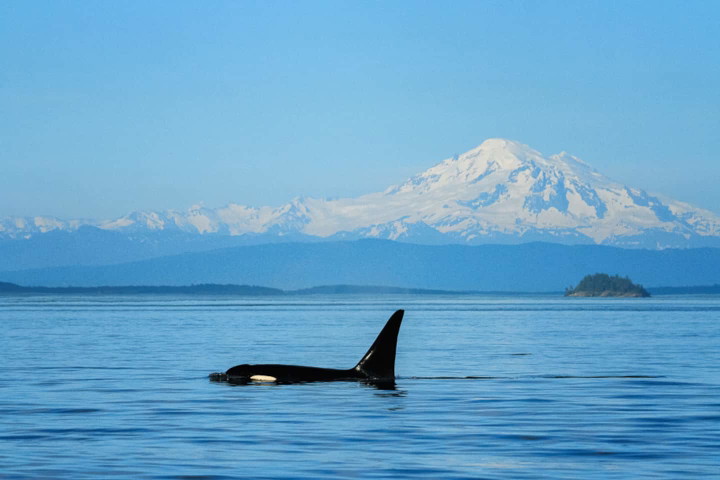 Beauty Two Bedrooms Apartment-ocean & Mount Baker - White Rock