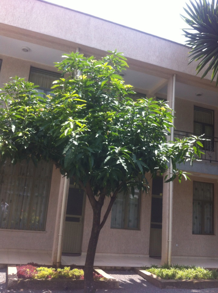 Neat And Comfortable Rooms With Wifi - Bahir Dar