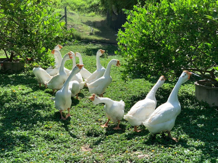 New! Reen Run Farm Stay Panoramic View ใกล้เขาใหญ่ - Thailand