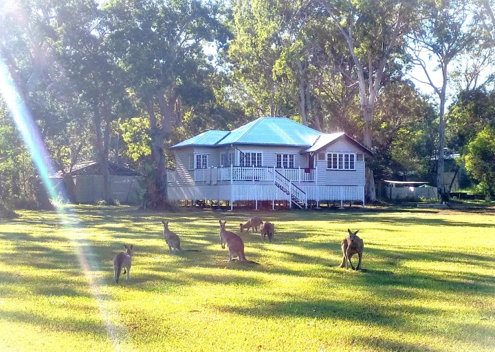Lake Weyba Noosa Lodge & Friendly Kangaroos - Noosa