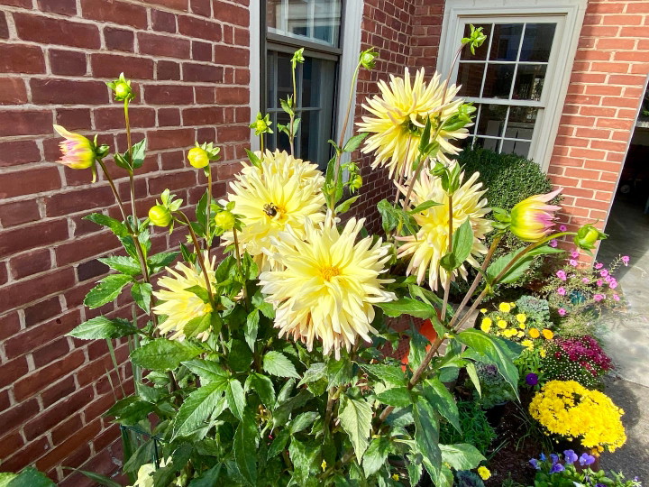 Dahlia House Spacious Apartment - Lexington, VA