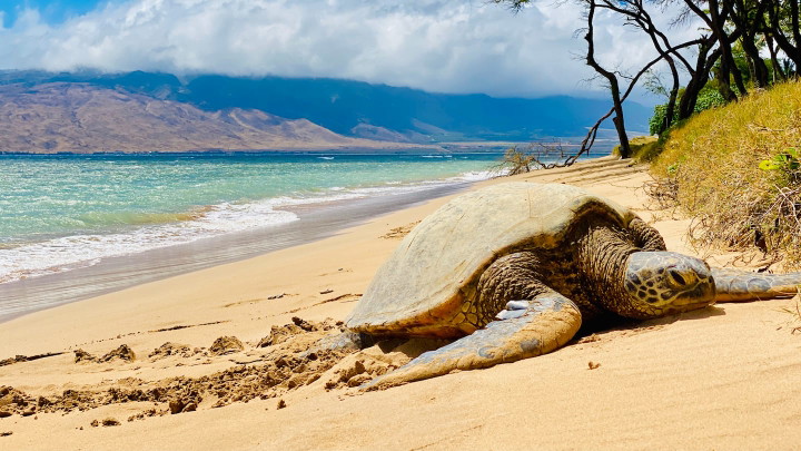 Beachfront Condo South Maui - Entertainment Nearby - Kihei, HI