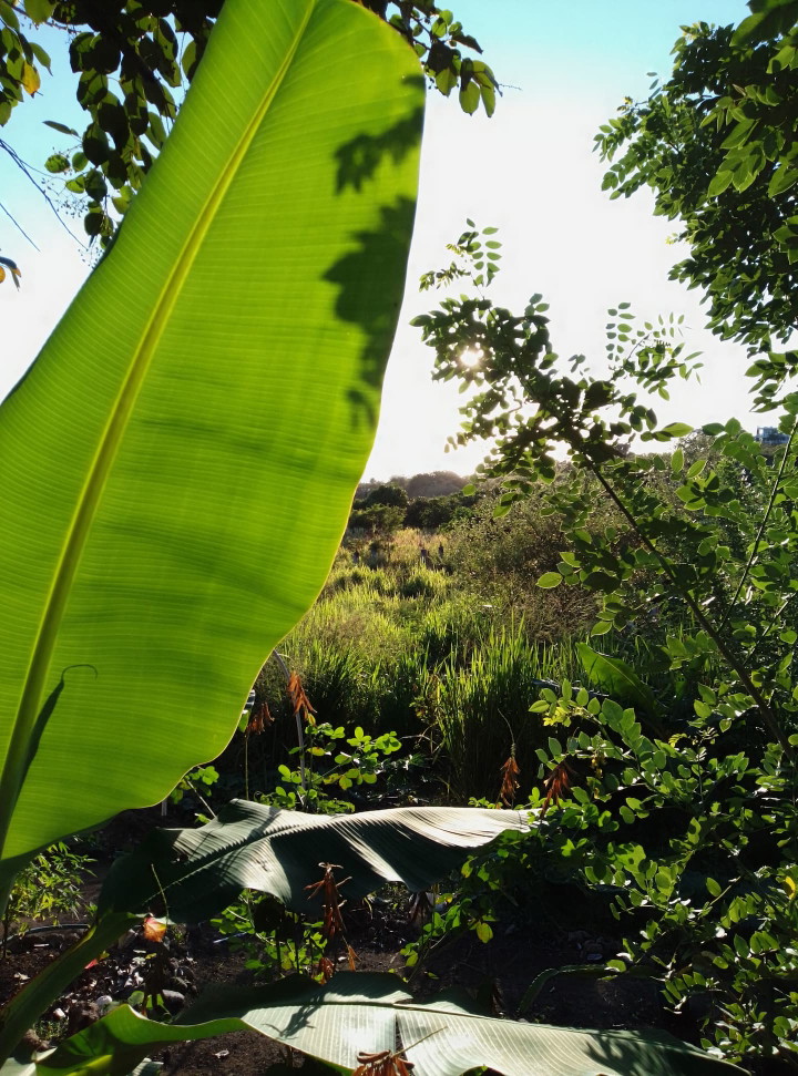 Ocean Heights Botanical Garden - St. Kitts và Nevis