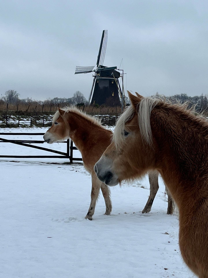 Chalet Aan De Rotte - Rotterdam