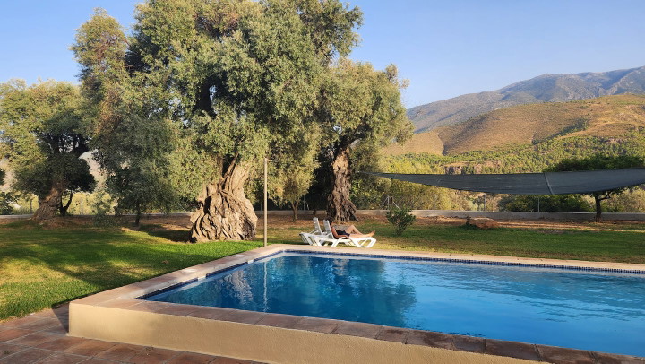 Los Olivos Centenarios - Picual - Capileira