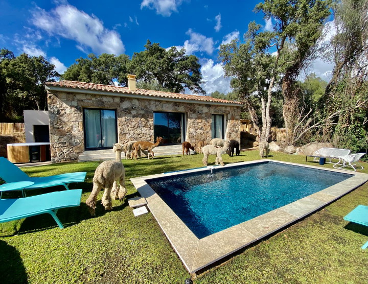 Beautiful Sheepfold Among The Alpacas. - Figari