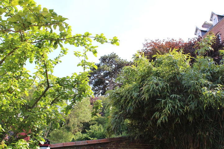 Dieppe, Maison De Ville Avec Jardin Clos - Dieppe