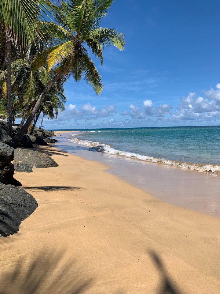 Blue Leaf By The Sea - Puerto Rico
