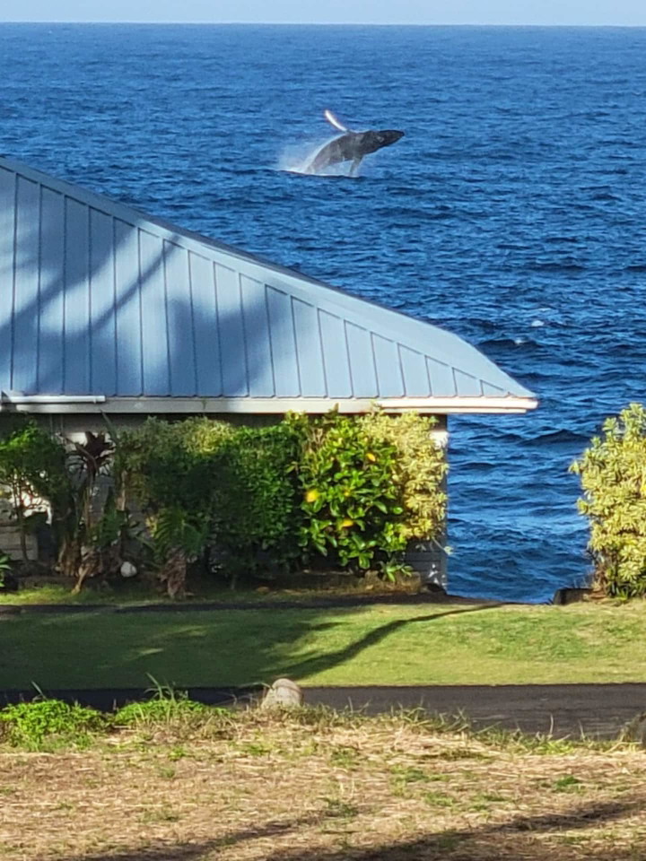 Dolphin House. Pool, Ocean Views/free Ac - Hawaii