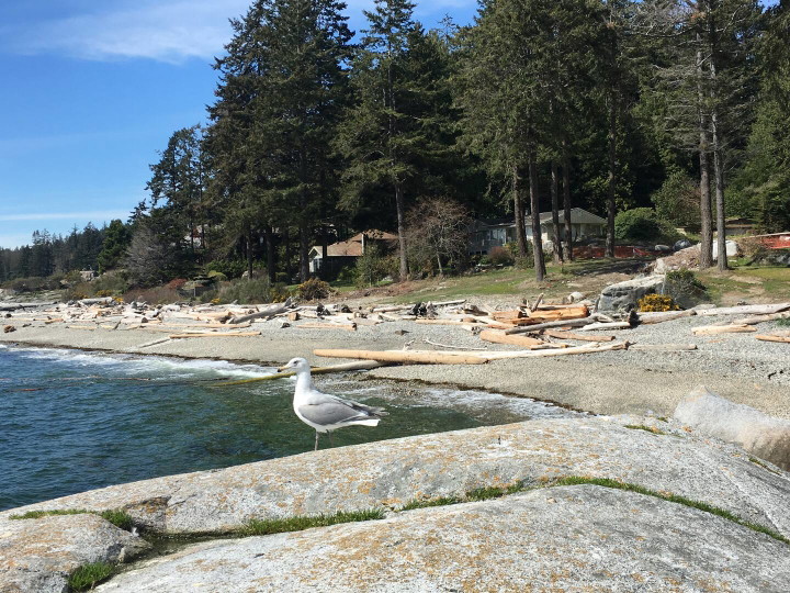 Fun Place By Two Seas - Sechelt