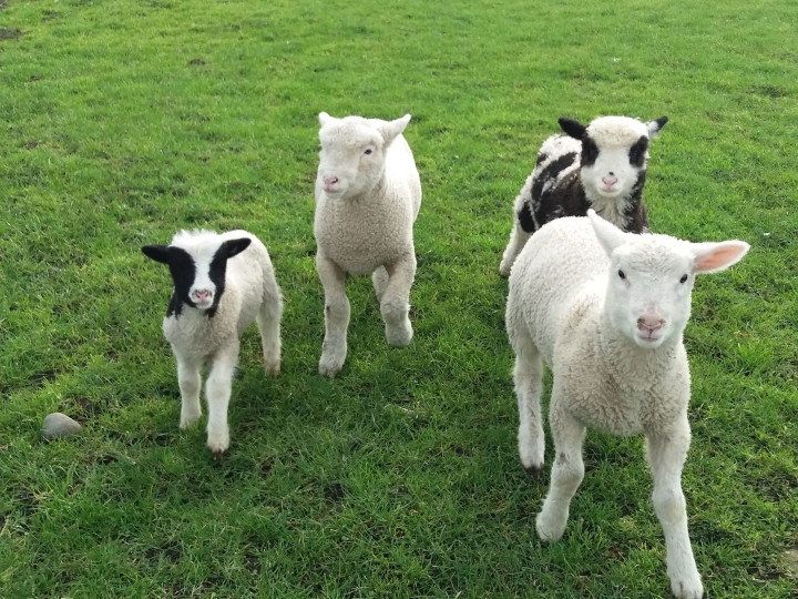Leck Farm Newgrange - Drogheda