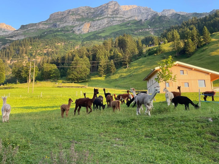 Heimeliges Studio Auf Alpakahof In Den Bergen - Suisse