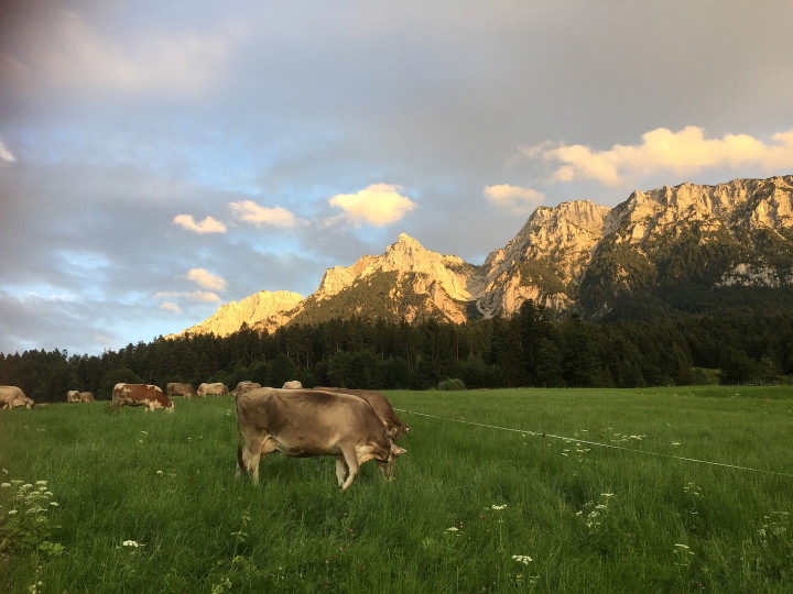Ferien In Der Natur - Ellmau