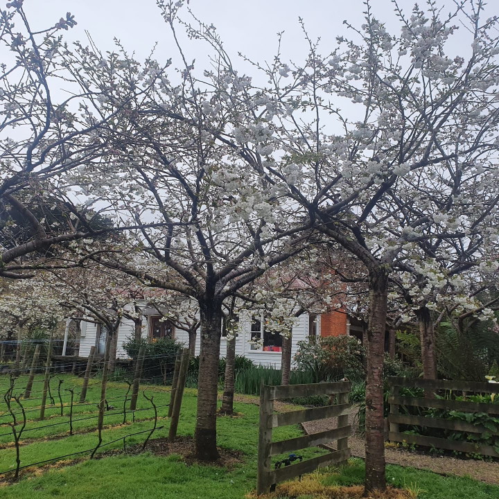 Norwood Farm Cottage - Wynyard
