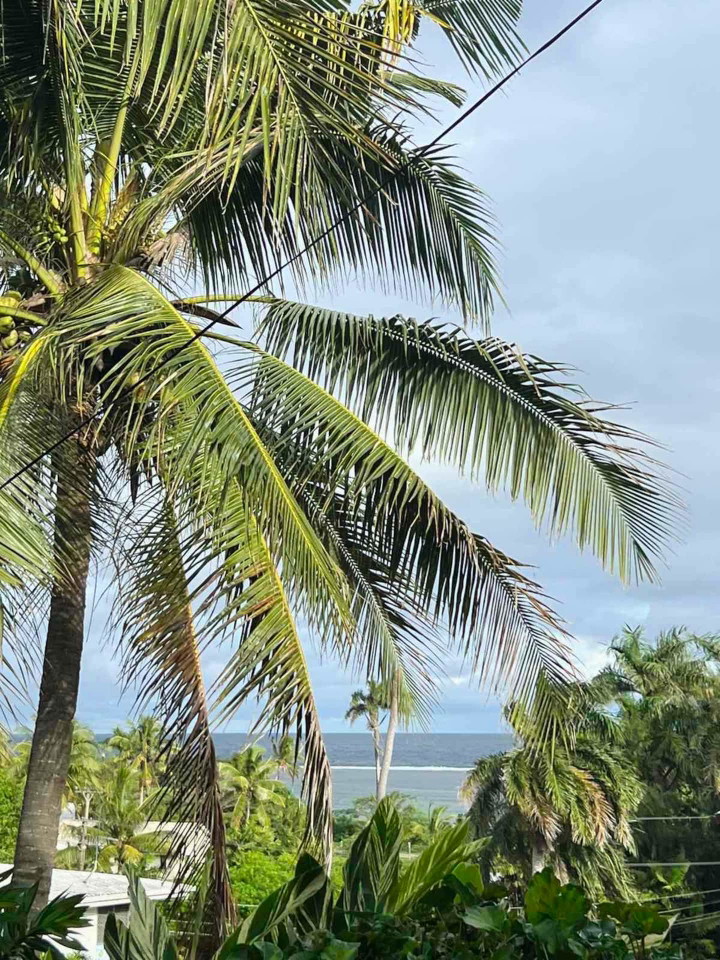 Palm Trees - Fiji