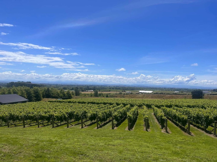 A Guesthouse At The Vines - Clive