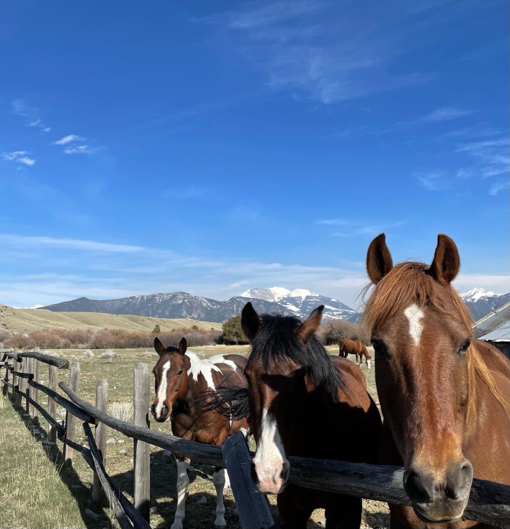 Historic Homestead Cabin W/pond & Mountain Views! - Montana
