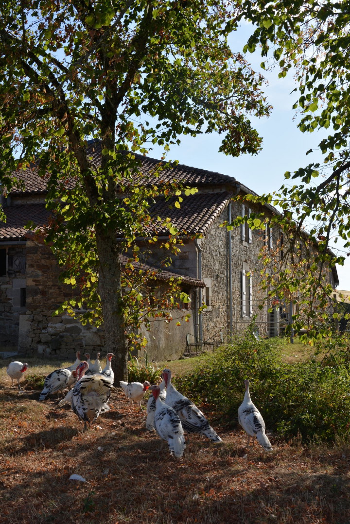 Gîte 15 Personnes, Dans Un Corps De Ferme - Haute-Vienne
