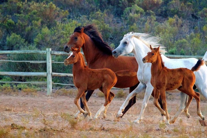 Skyroo Stud Country Wildebeestcottage - Western Cape