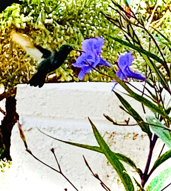 Hummingbird Haven - Tubac, AZ