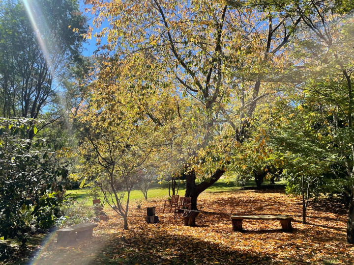 Treetops - Spacious Family Friendly Amongst Trees - Katoomba
