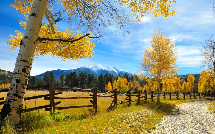 It's Fall Y'all~ Cottage In Noho-downtown - Flagstaff, AZ