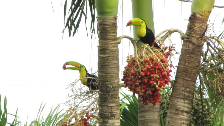 The Toucan Guest House (Gold Standard Certified) - Belize