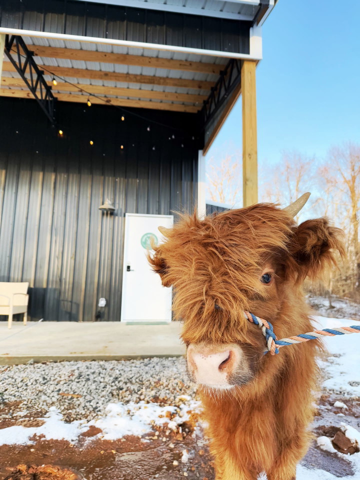 Country Music Cottage : Farm With Highland Cows - Tennessee