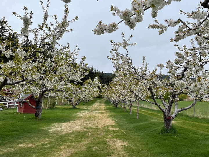 Cherrywood Farm Airbnb - West Kelowna