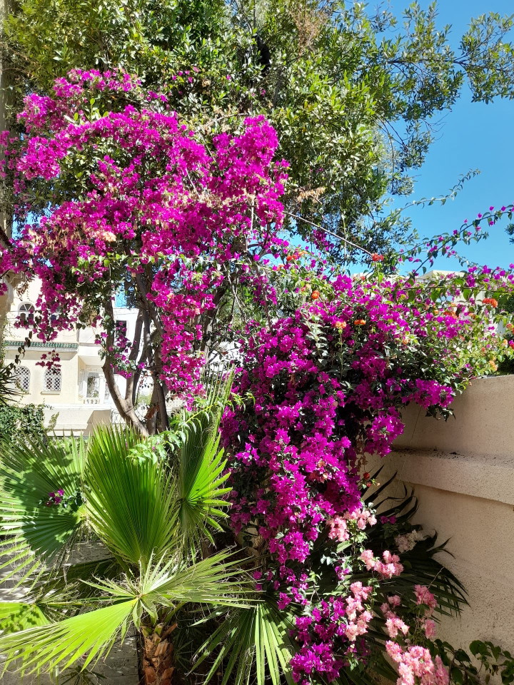 La Maison Aux Oliviers - La Marsa