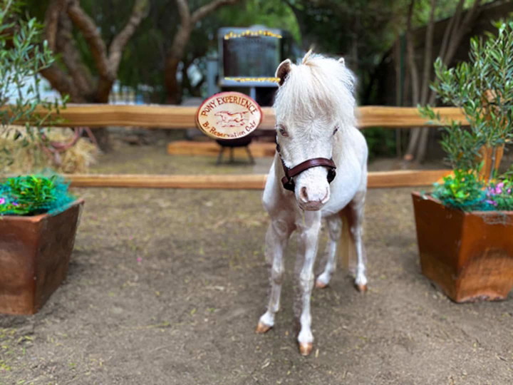 Pony Glamping Experience Private Petting Zoo 501c3 - Temecula, CA