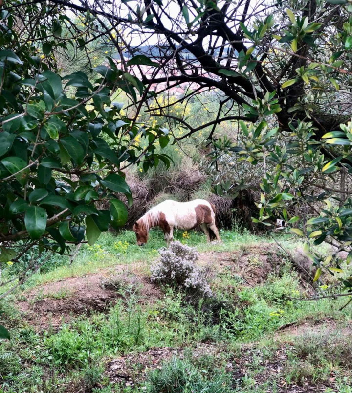 Minicasa: Desconexión Entre Caballos Y Naturaleza - Catalogne