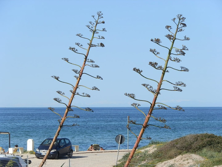 In Front Of The Beach-platamona - Sorso