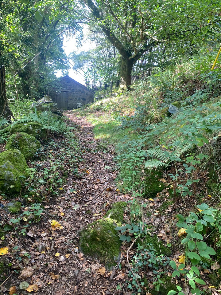 Y Dderwen Fach - Penrhyndeudraeth