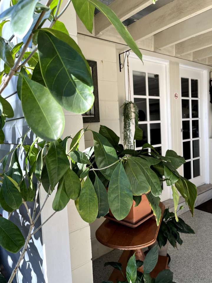 Cooroy In The Noosa Hinterland - Home 'N' Abroad - Pomona