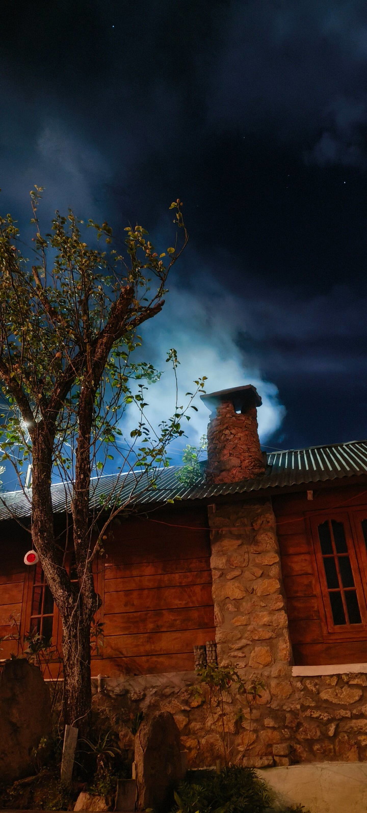 Orange Tree - Kodaikanal