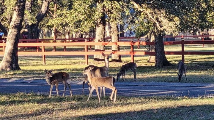 Wanna See Some Deer? Clean & Peaceful Guesthouse! - Boerne, TX