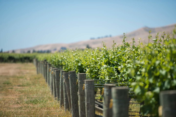 Havino - Luxury Accommodation In The Vines - Blenheim