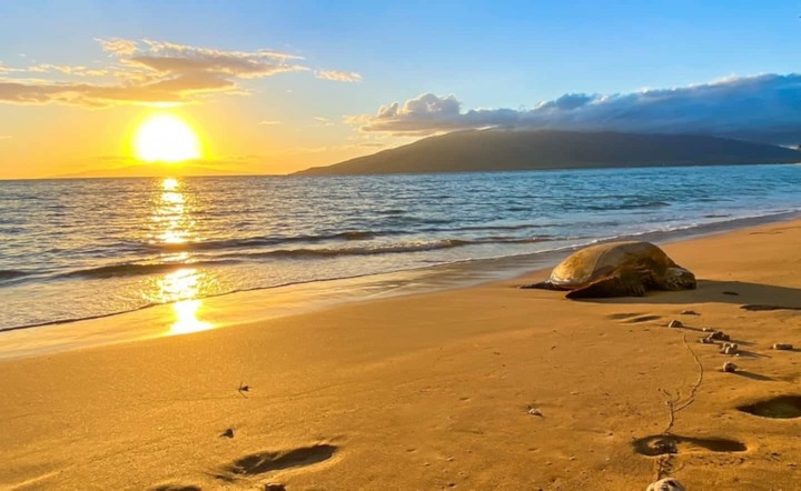 Remodeled Oasis Across Beach - Maui, HI