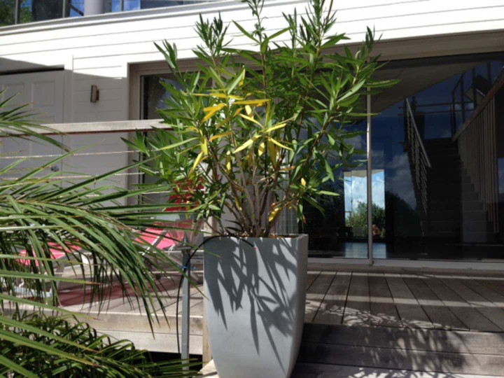 Harry - Saint-Barthélemy