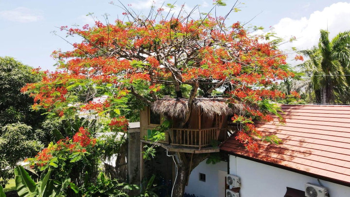 Baumhaus In Strandnähe Mit Dachterrasse Und Pool - Cabarete