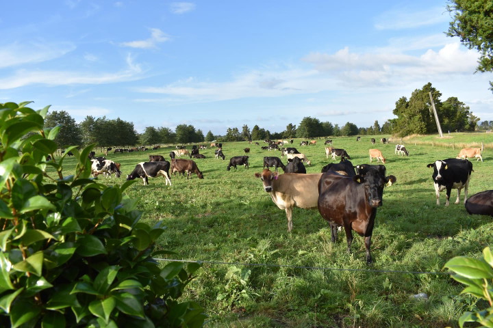 South Westland Dairy Farm Stay - West Coast