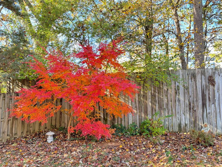 Cozy Urban Retreat - Entire Guest Suites In Buckhead - Buckhead, GA