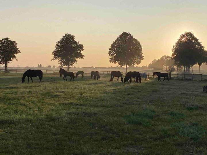Beautiful Bright Apartment On The Horse Farm - Wunstorf