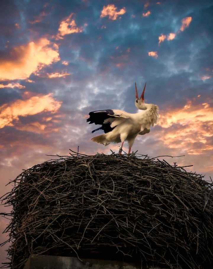 Storchennest - Erstein