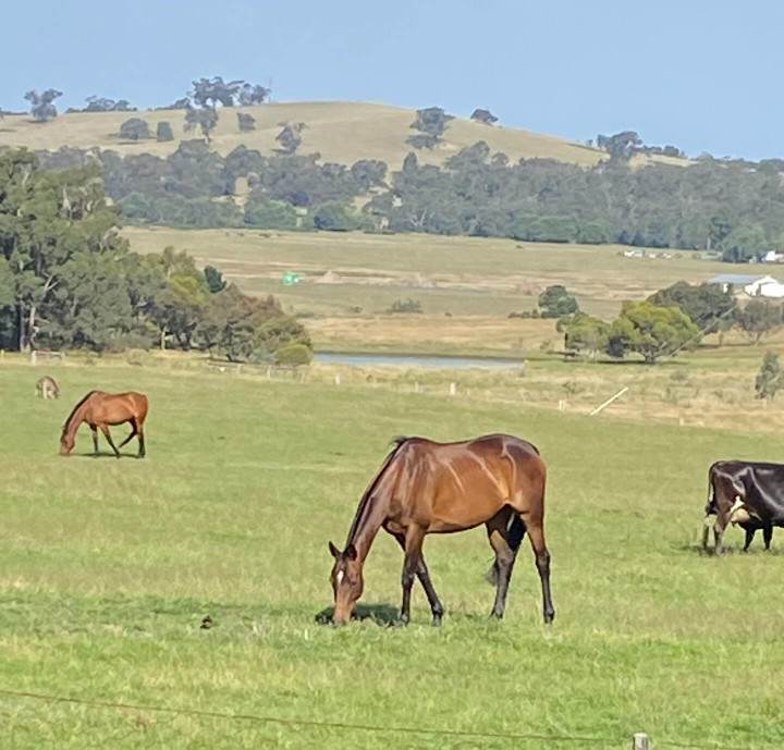 The Cottage-unpack, Unwind, Repeat. Macedon Ranges - Macedon Ranges Shire